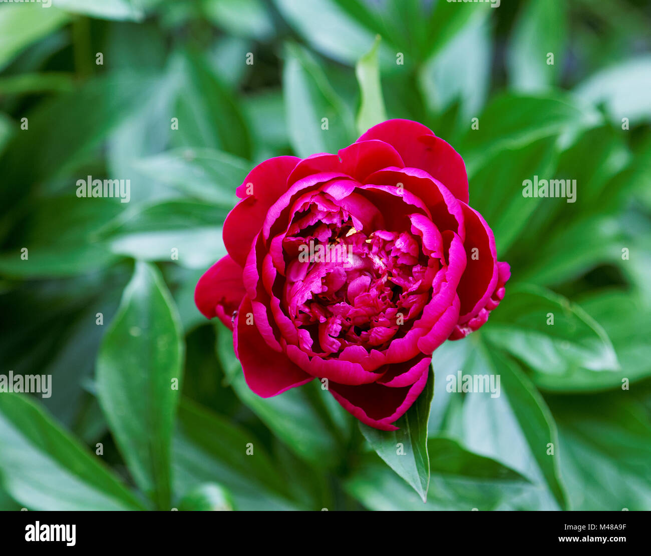 burgundy peony flower on a background of green leaves Stock Photo - Alamy
