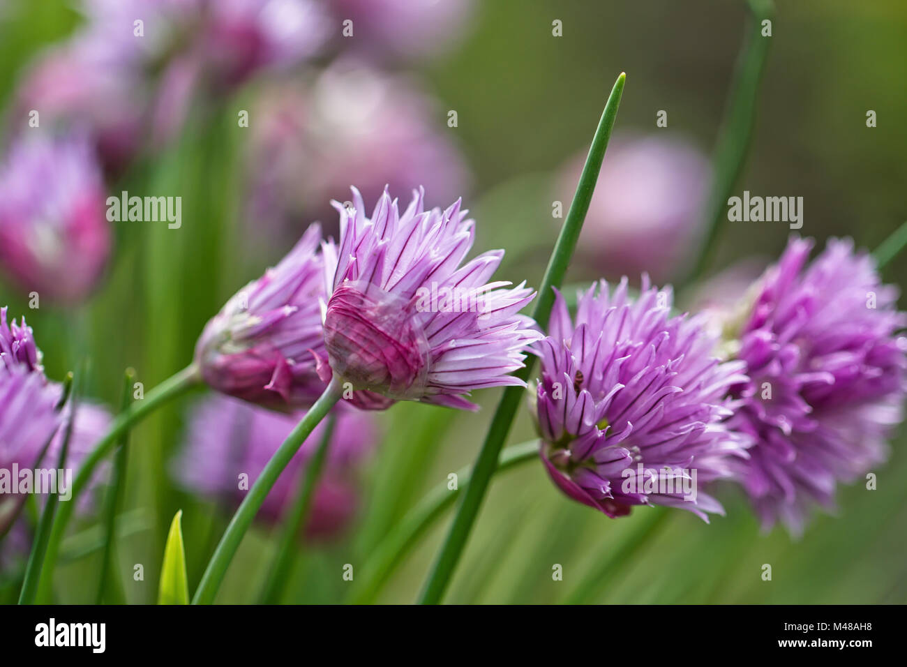 Flowering perennial plants of the Siberian onion Stock Photo - Alamy