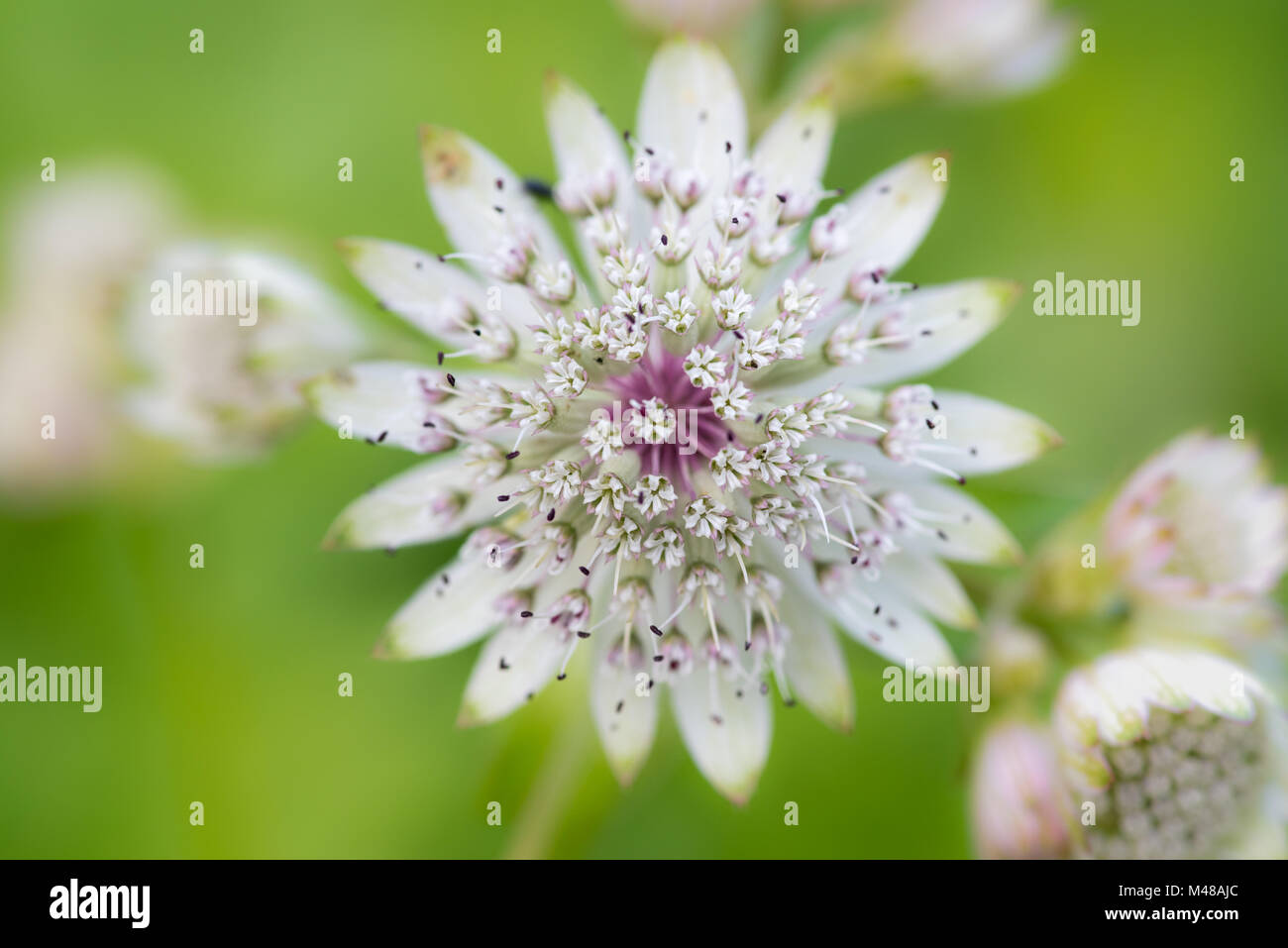 Great masterwort flowers hi-res stock photography and images - Alamy