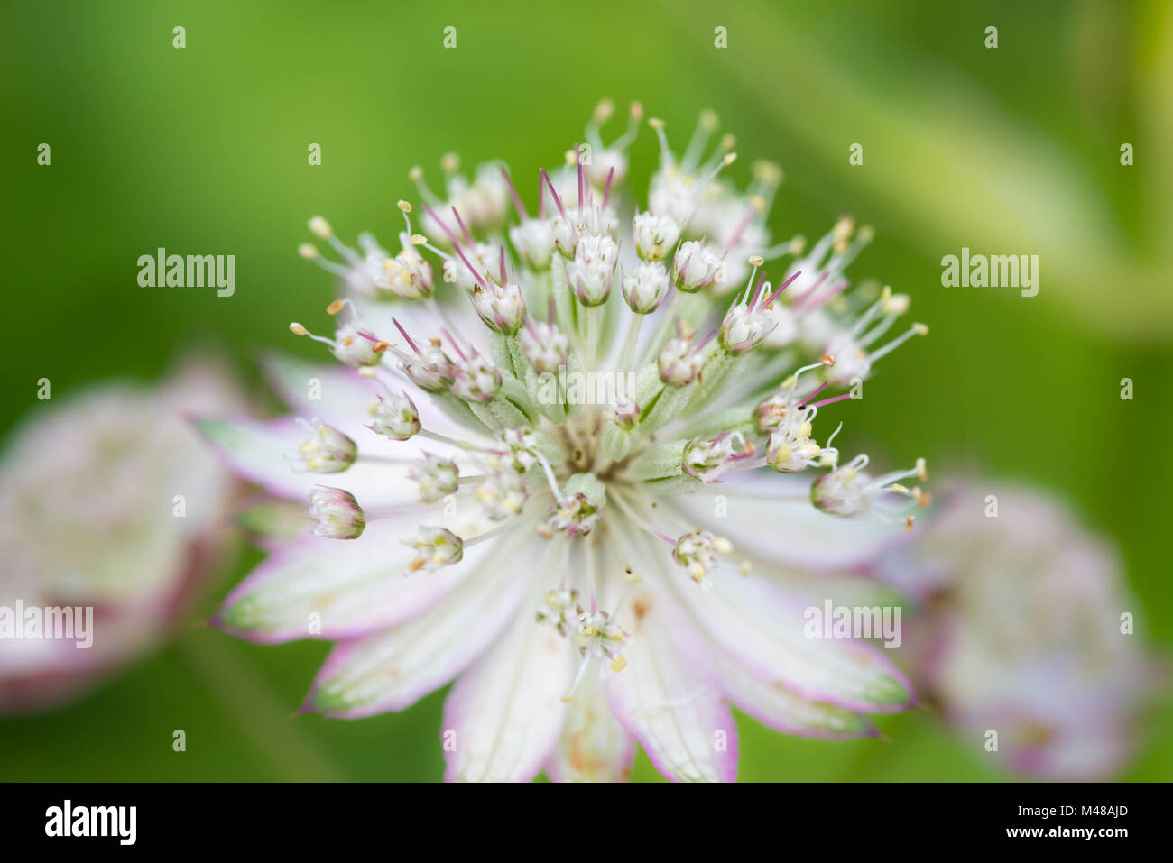 Masterwort hi-res stock photography and images - Alamy