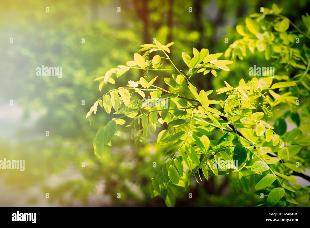 Spring season theme hi-res stock photography and images - Alamy