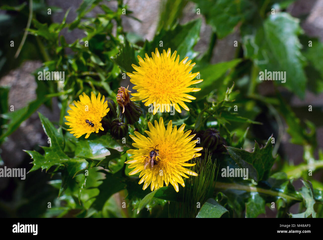 Spring flower dandelion Stock Photo - Alamy