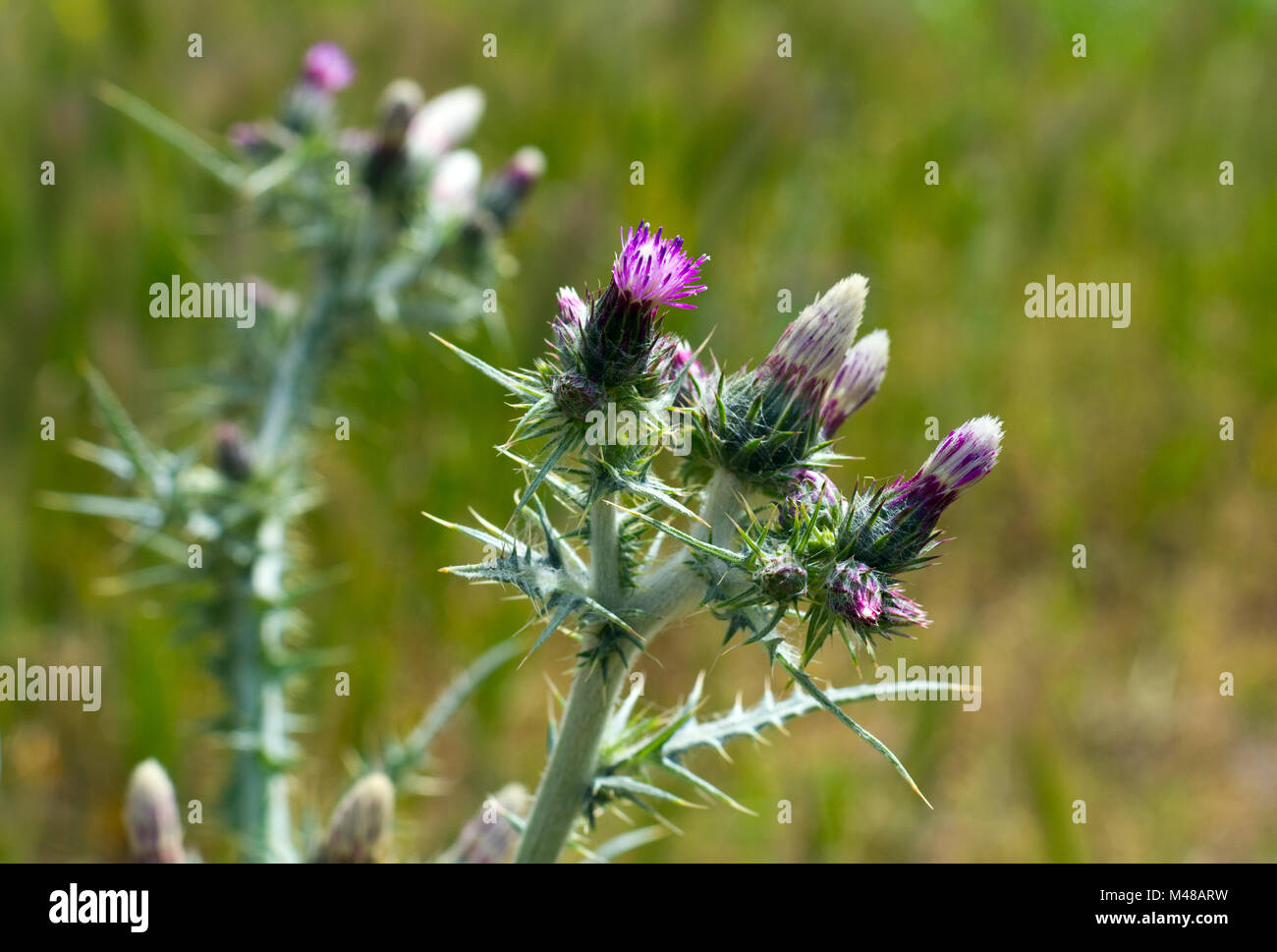 Spring thistle flowers Stock Photo - Alamy