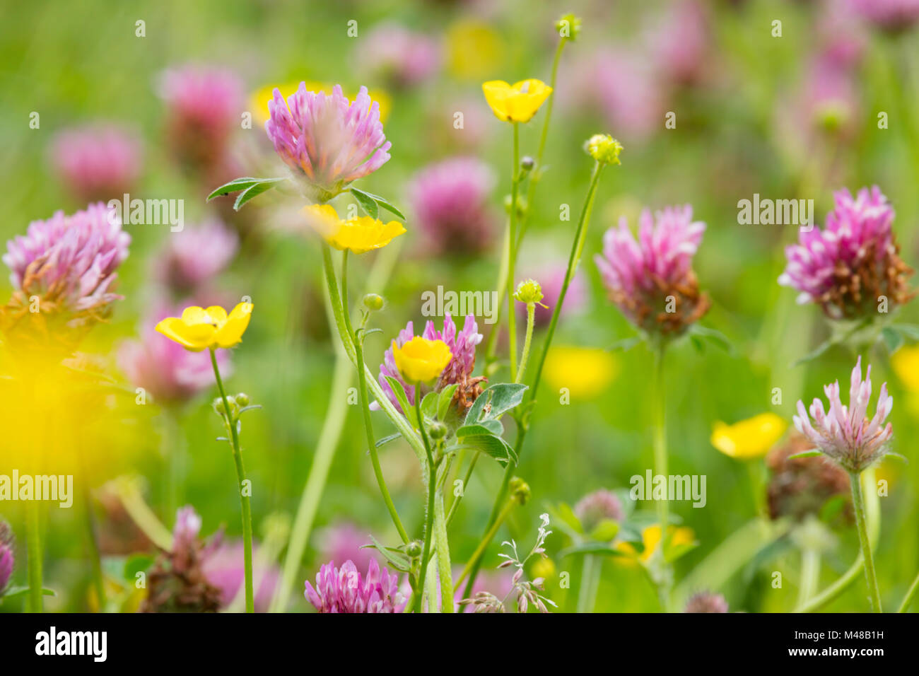 Red clover and buttercups, County Sligo, Ireland Stock Photo - Alamy
