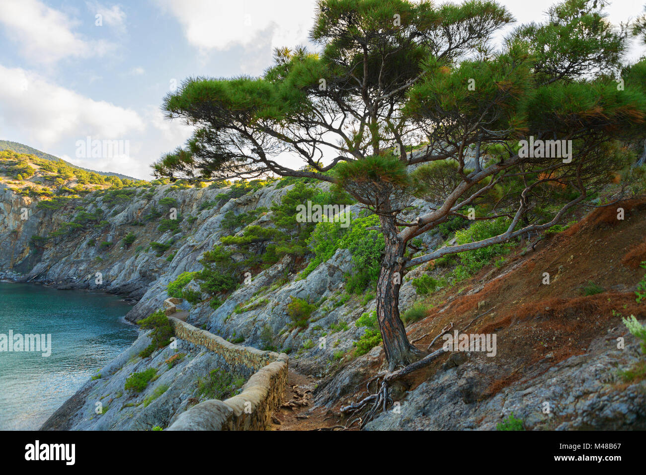Crimean pine at Trail Golitsyn on the side of Koba-Kaya Stock Photo - Alamy