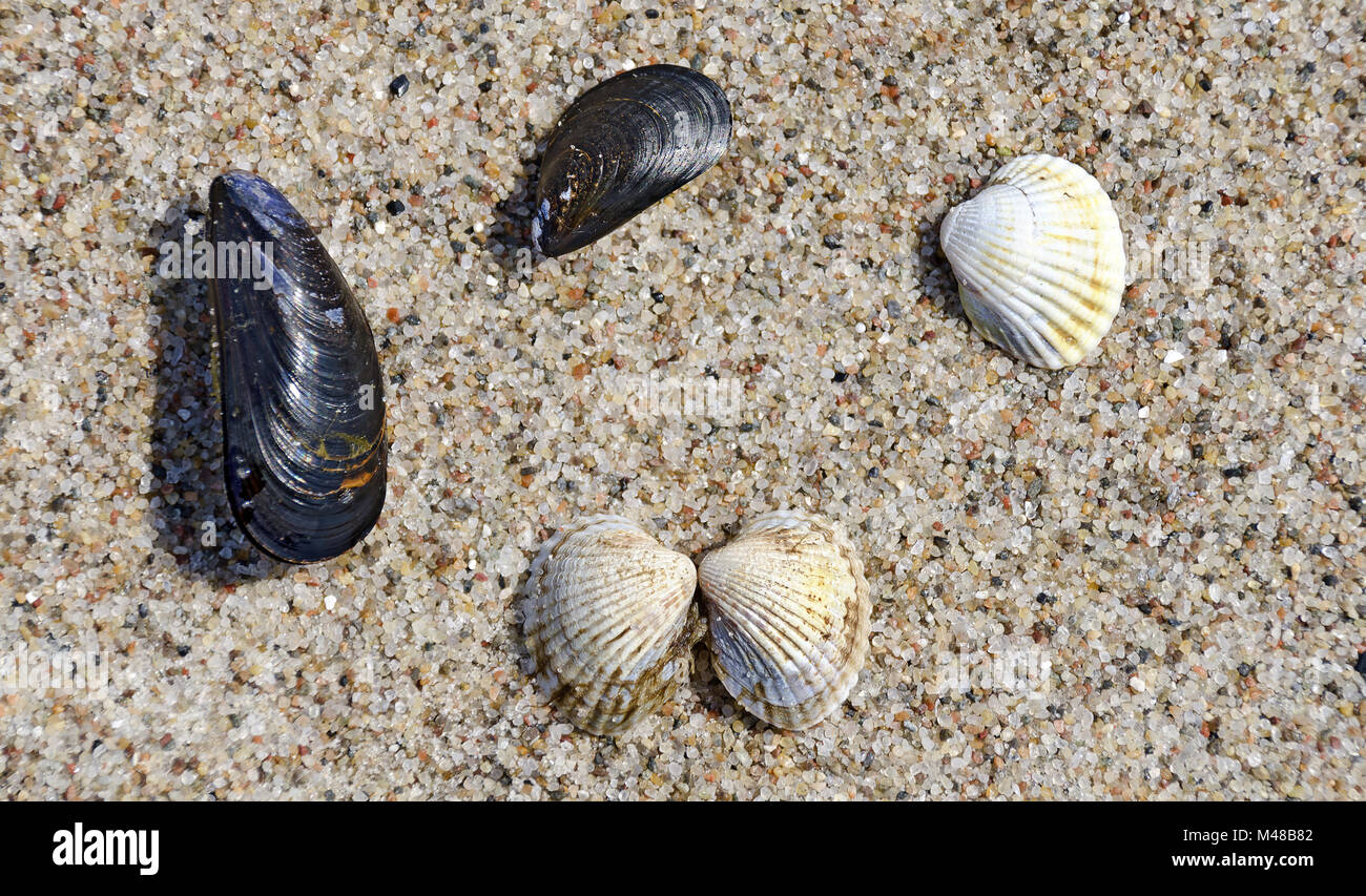 different clamshells lying in the sun on a sandy beach Stock Photo - Alamy