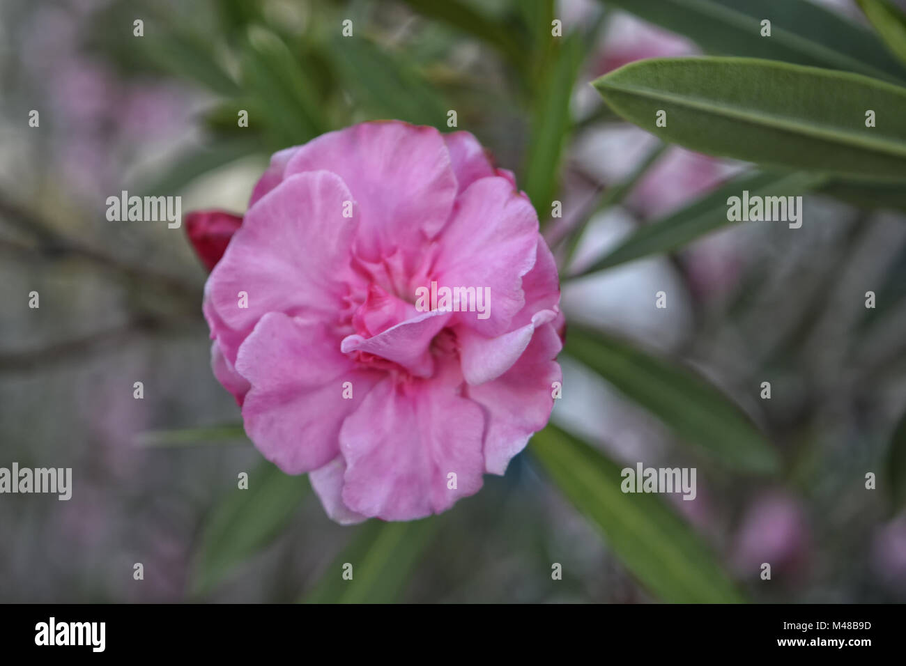 Oelander hi-res stock photography and images - Alamy