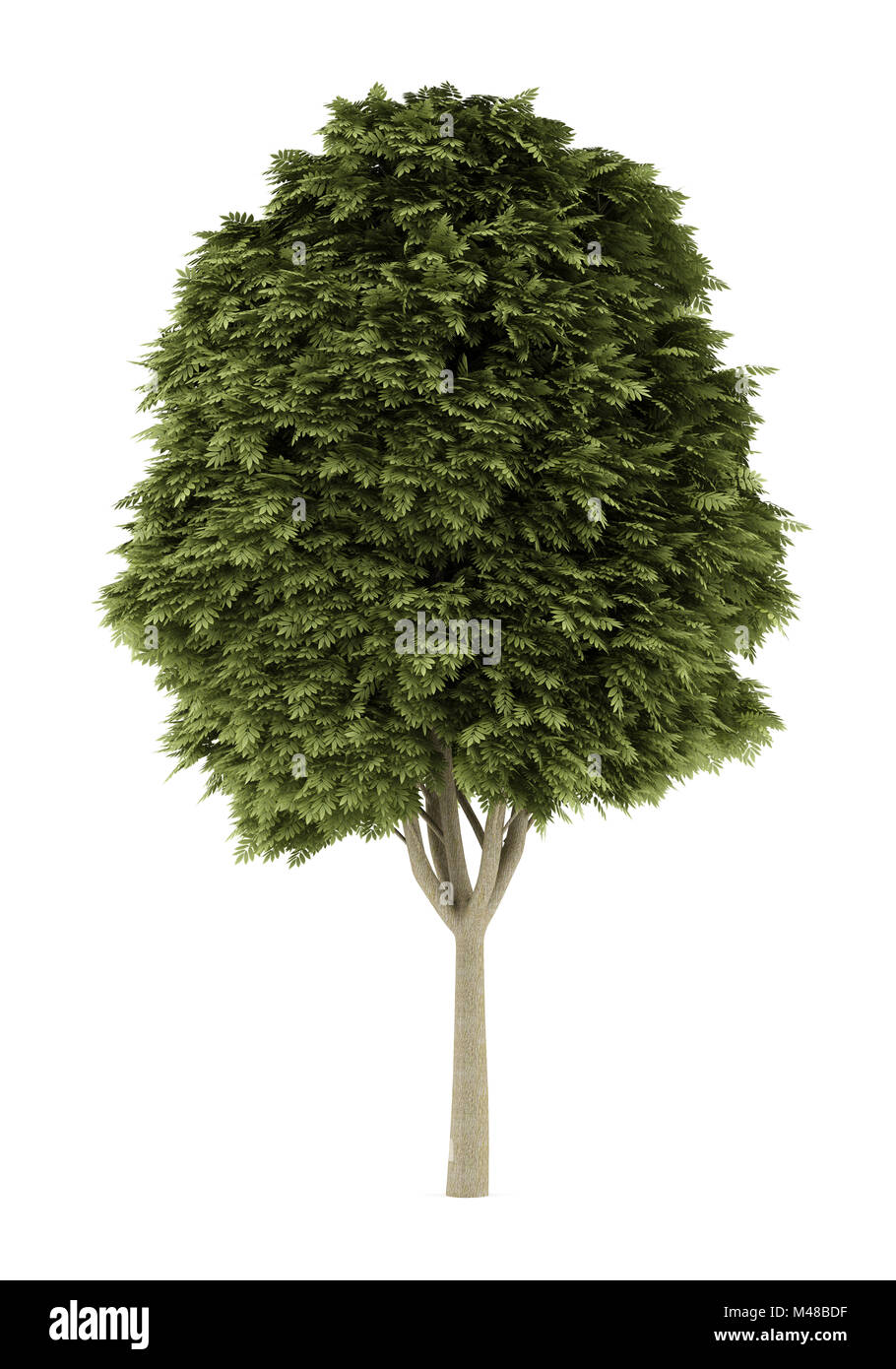 common ash tree isolated on white background Stock Photo - Alamy