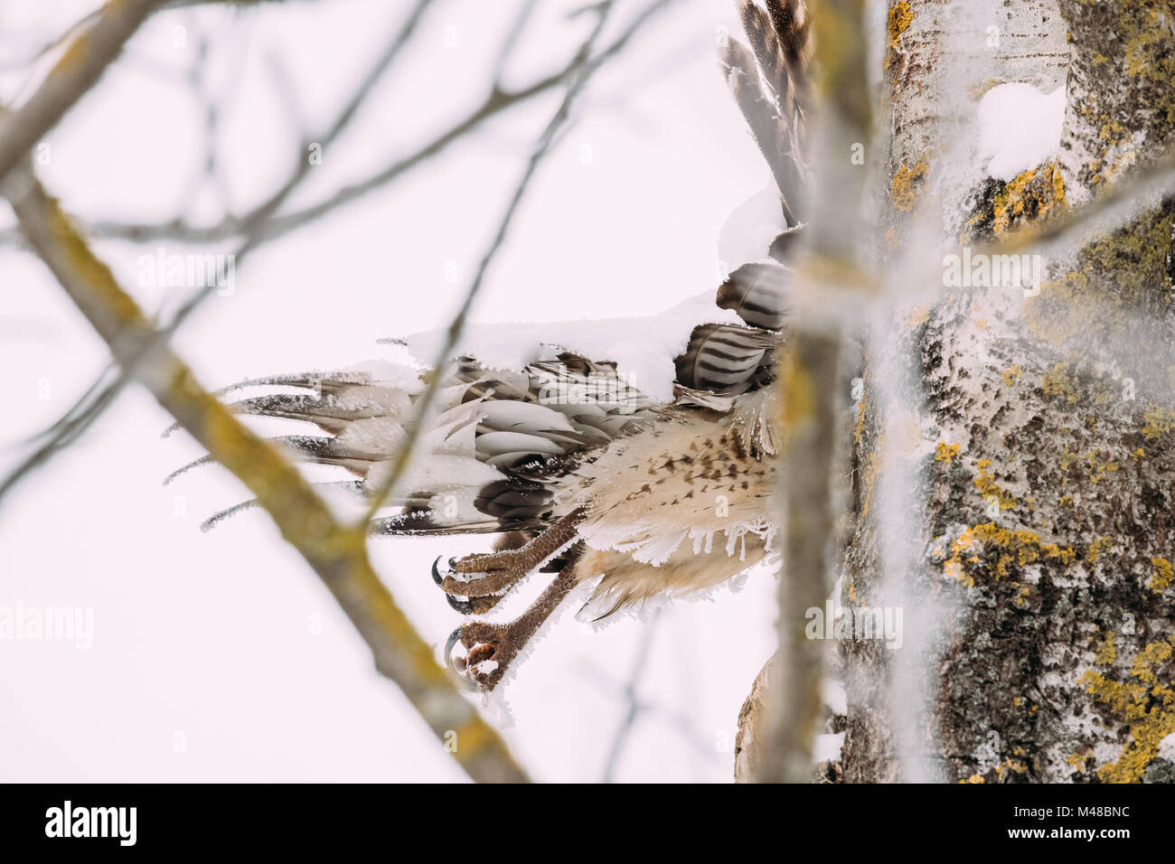 Dead Wild Predatory Bird Is Stuck In Hollow Of A Tree In Winter Forest ...