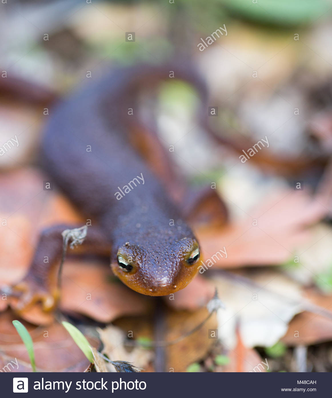 California Newt Stock Photos & California Newt Stock Images - Alamy