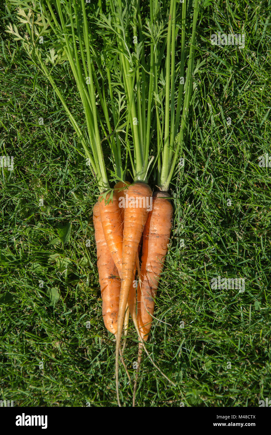 Ripe and fresh organic carrots with tops on grass. Top view. Summer ...