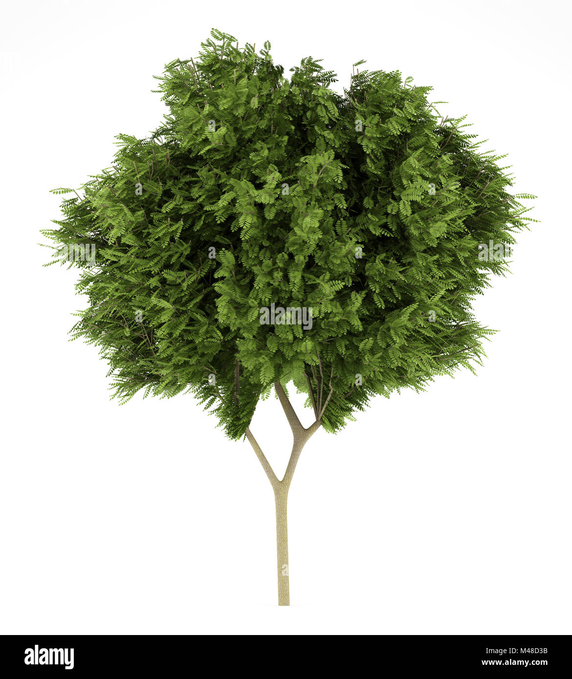 honey locust tree isolated on white background Stock Photo - Alamy