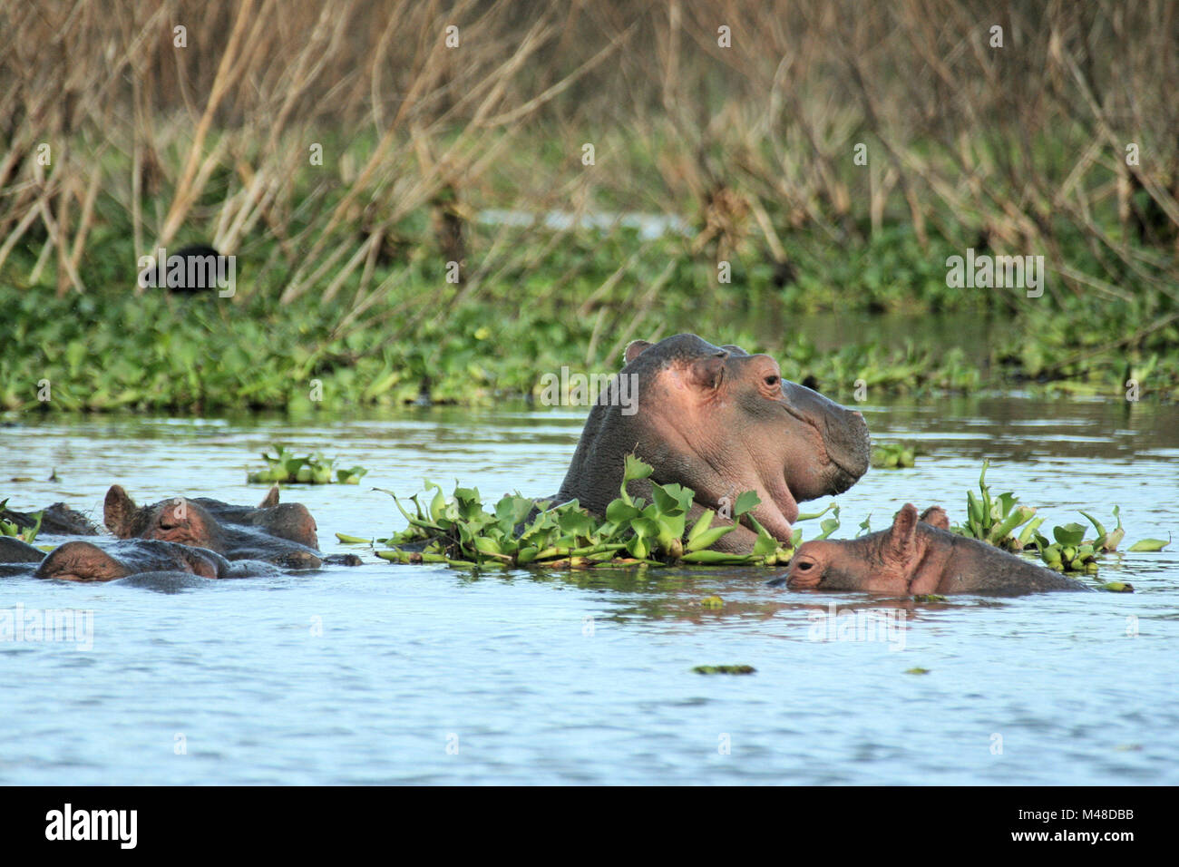 Hippos in Kenya Stock Photo - Alamy