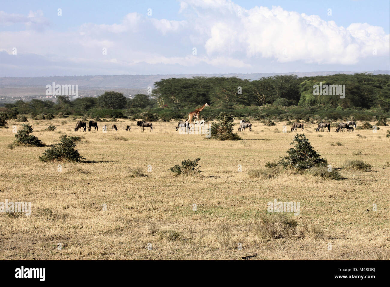 The African plain Stock Photo - Alamy