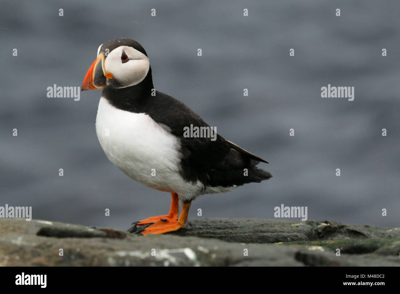 A Puffin perching Stock Photo - Alamy