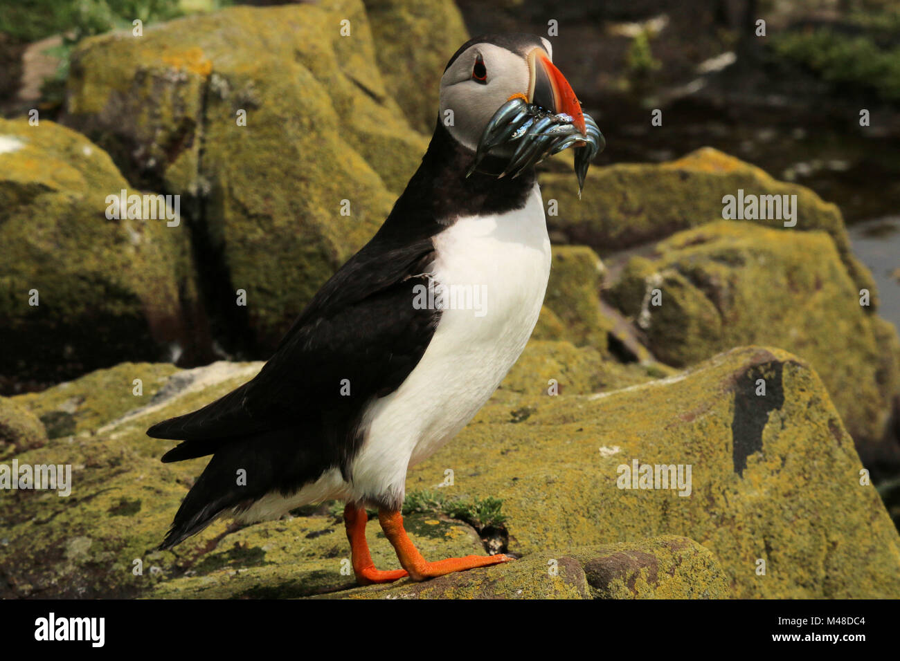 A Puffin carrying fish Stock Photo - Alamy