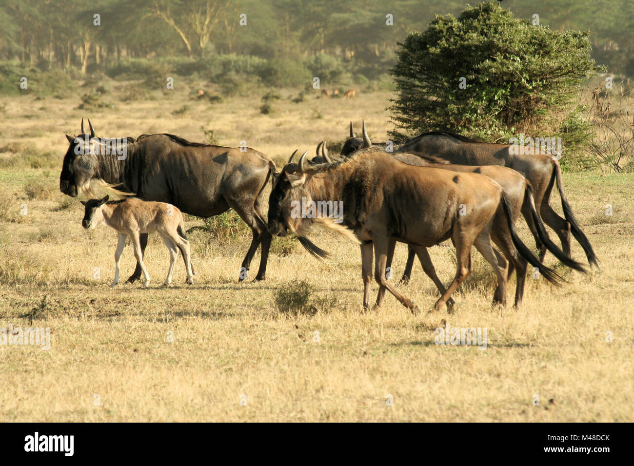 A herd of wildebeests Stock Photo - Alamy
