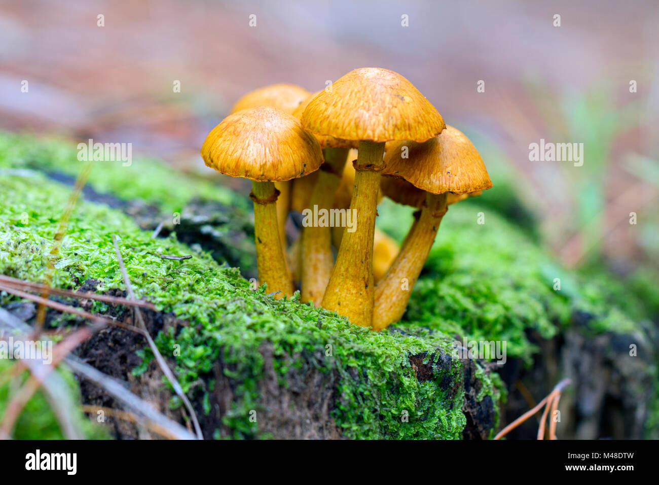 Leucocoprinus birnbaumii hi-res stock photography and images - Alamy