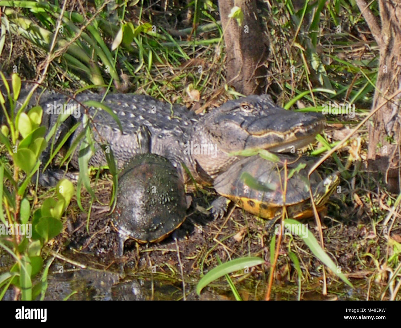 Alligator Resting on Turtle Stock Photo - Alamy