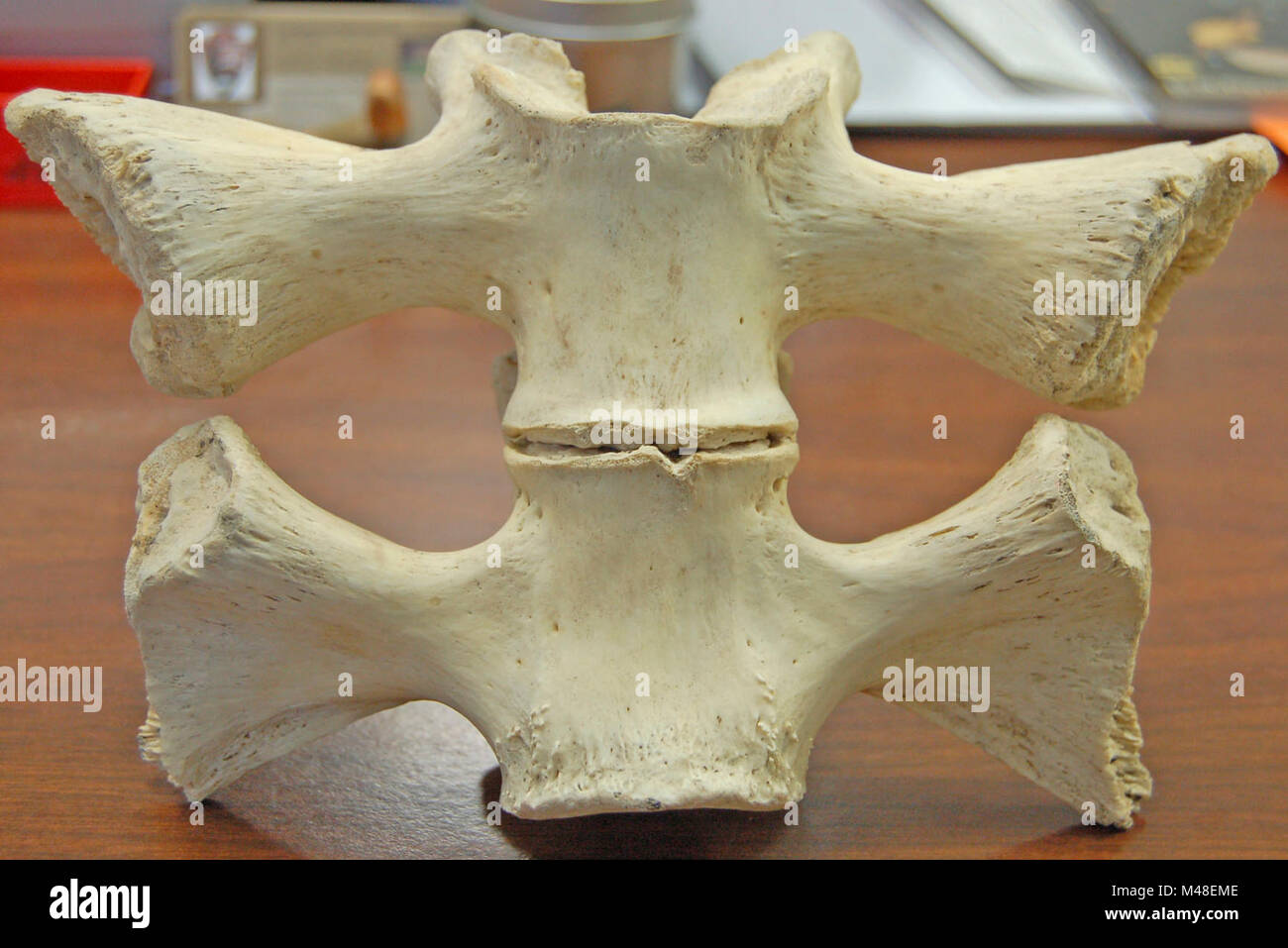 Alligator Vertebrae Stock Photo - Alamy