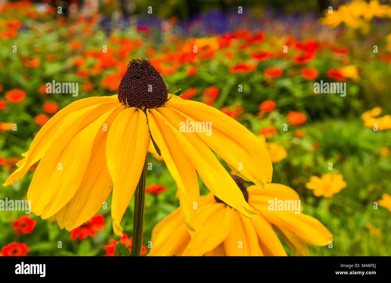 Bed black eyed susan rudbeckia hi-res stock photography and images - Alamy
