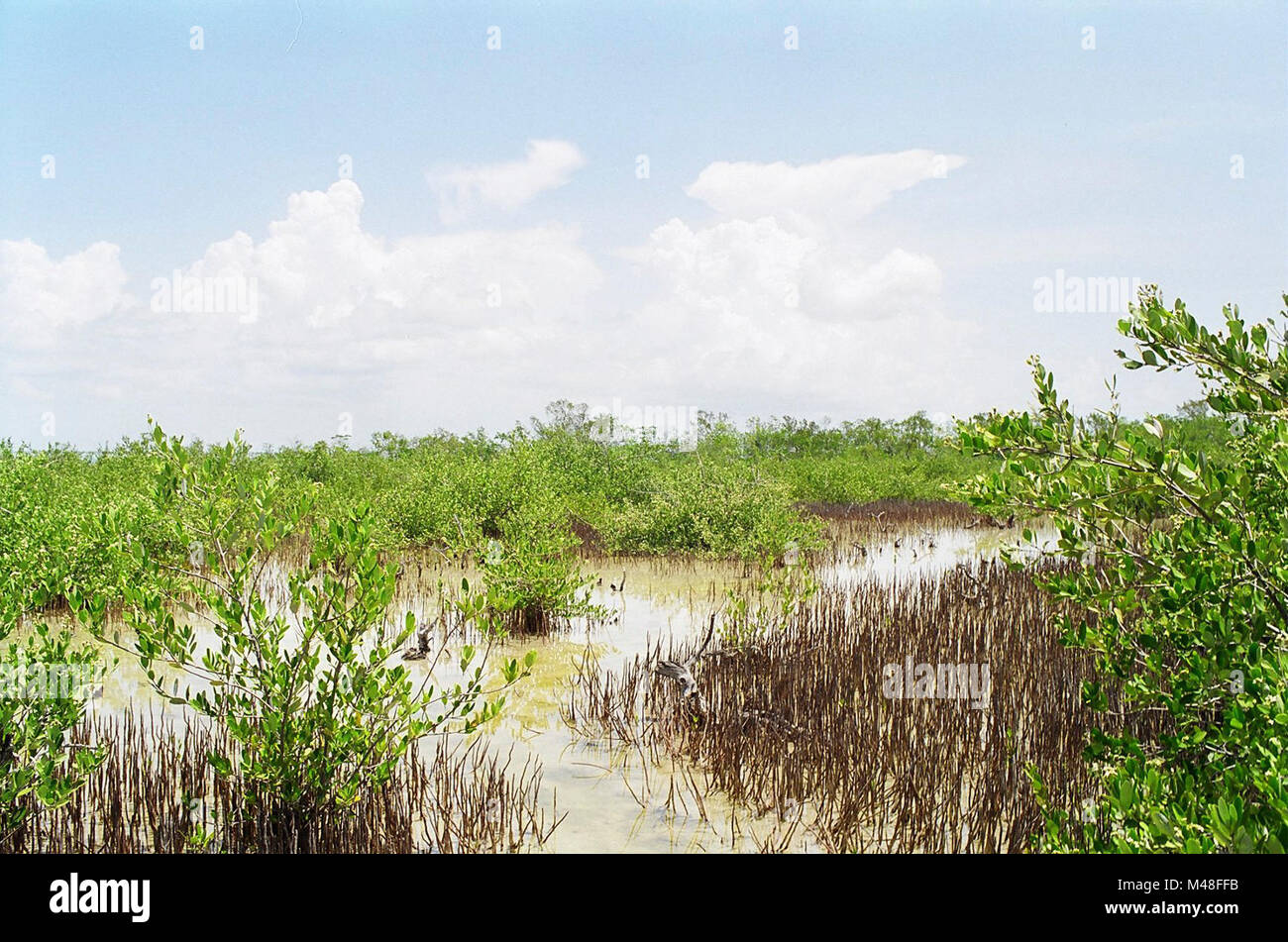 Black Mangroves Stock Photo - Alamy