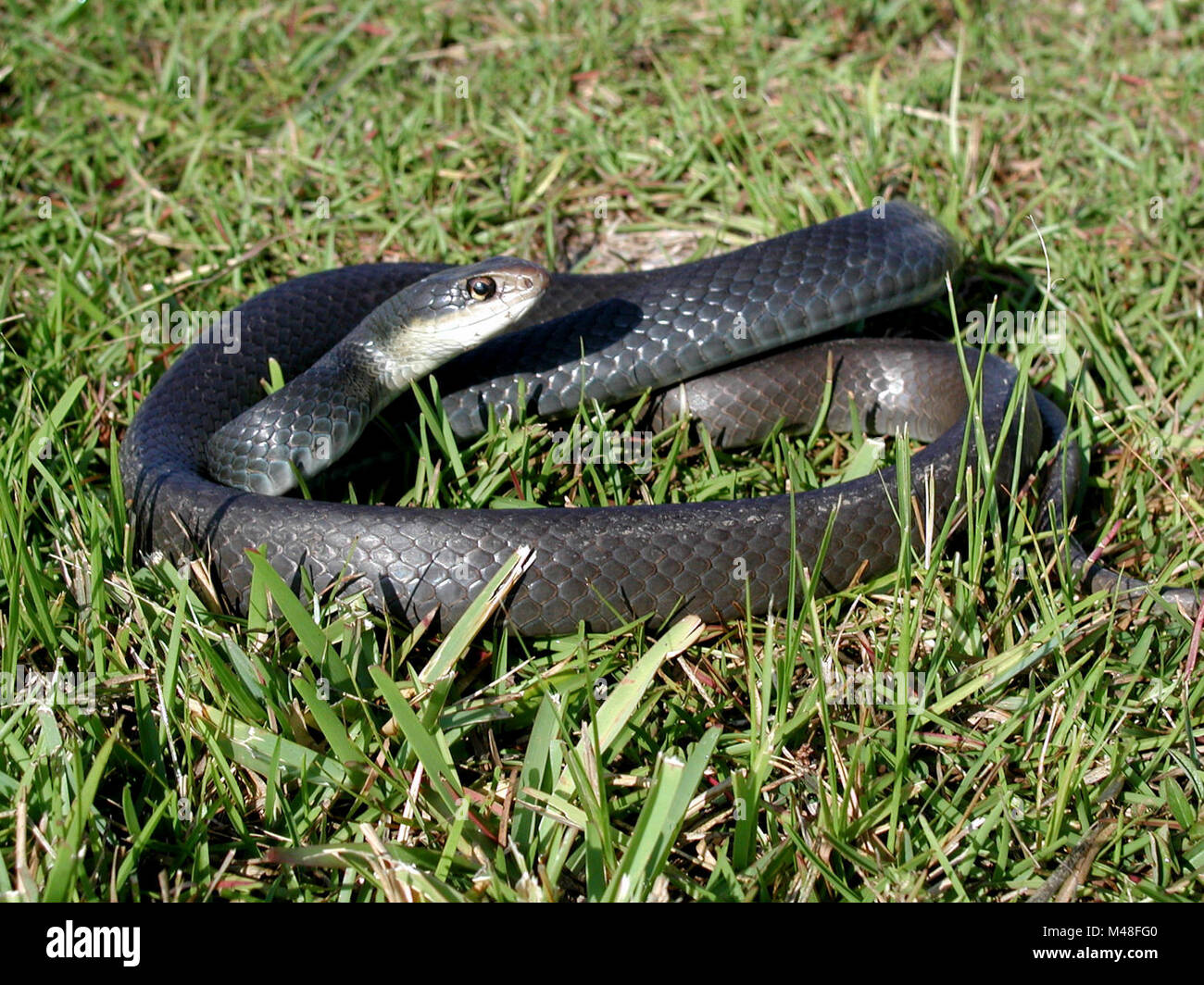 Black racer Stock Photo - Alamy