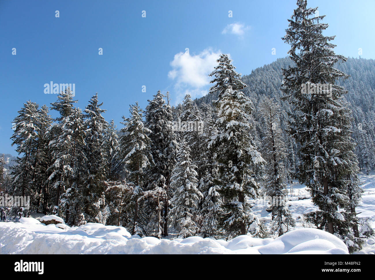 Anantnag, India. 14th Feb, 2018. View of snow covered pine trees in ...