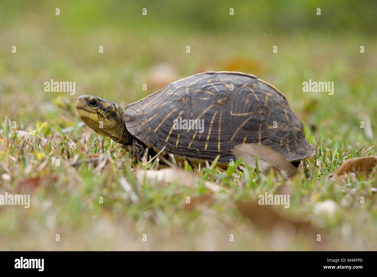 Box Turtle Stock Photo - Alamy