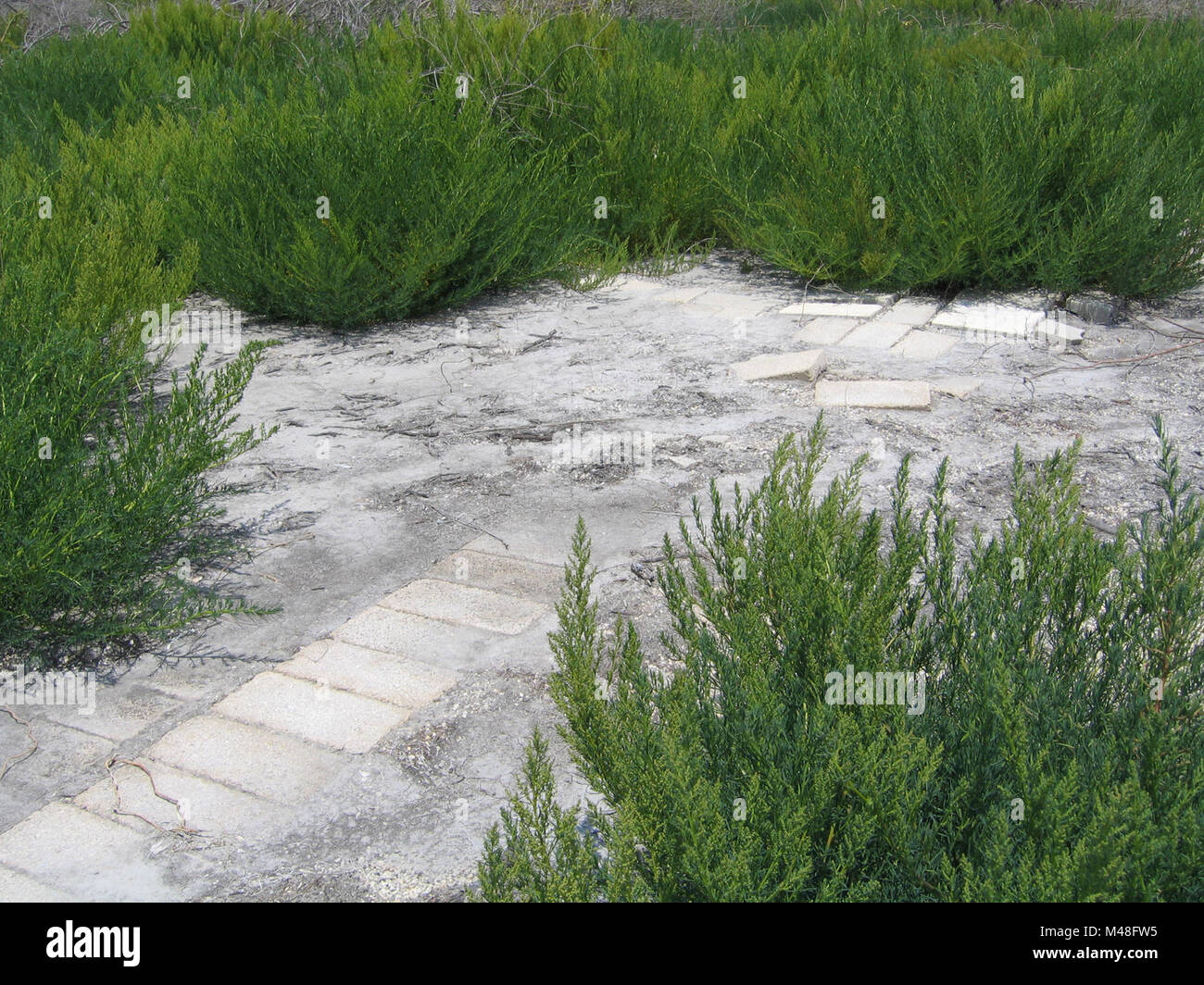 Bricked Walk in Praire Stock Photo - Alamy