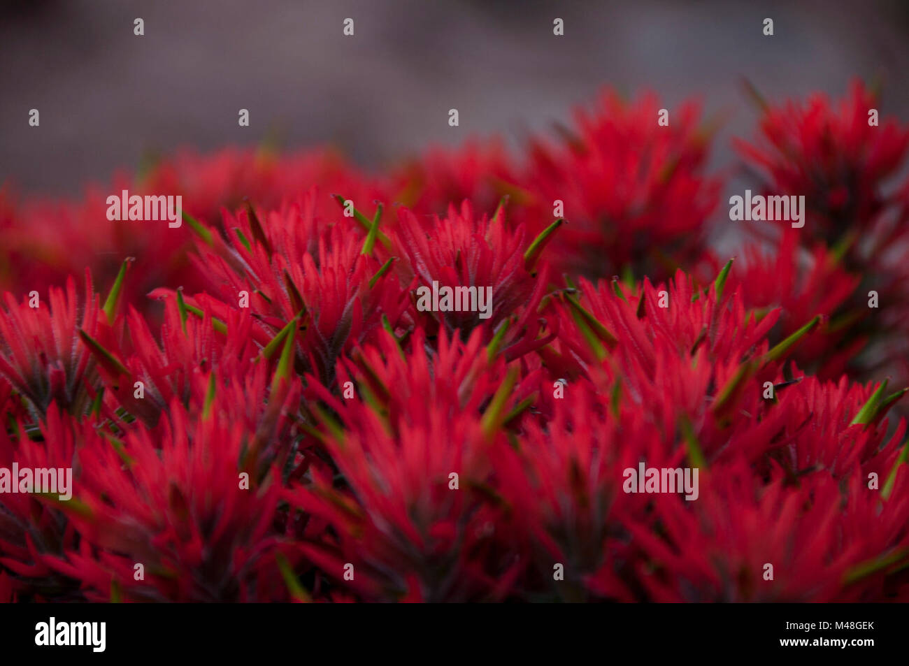 Castilleja chromosa. Common Paintbrush Stock Photo - Alamy