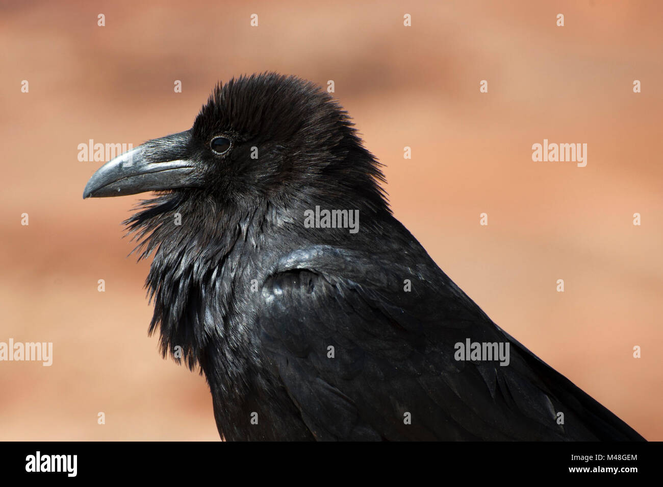 Raven lands hi-res stock photography and images - Alamy