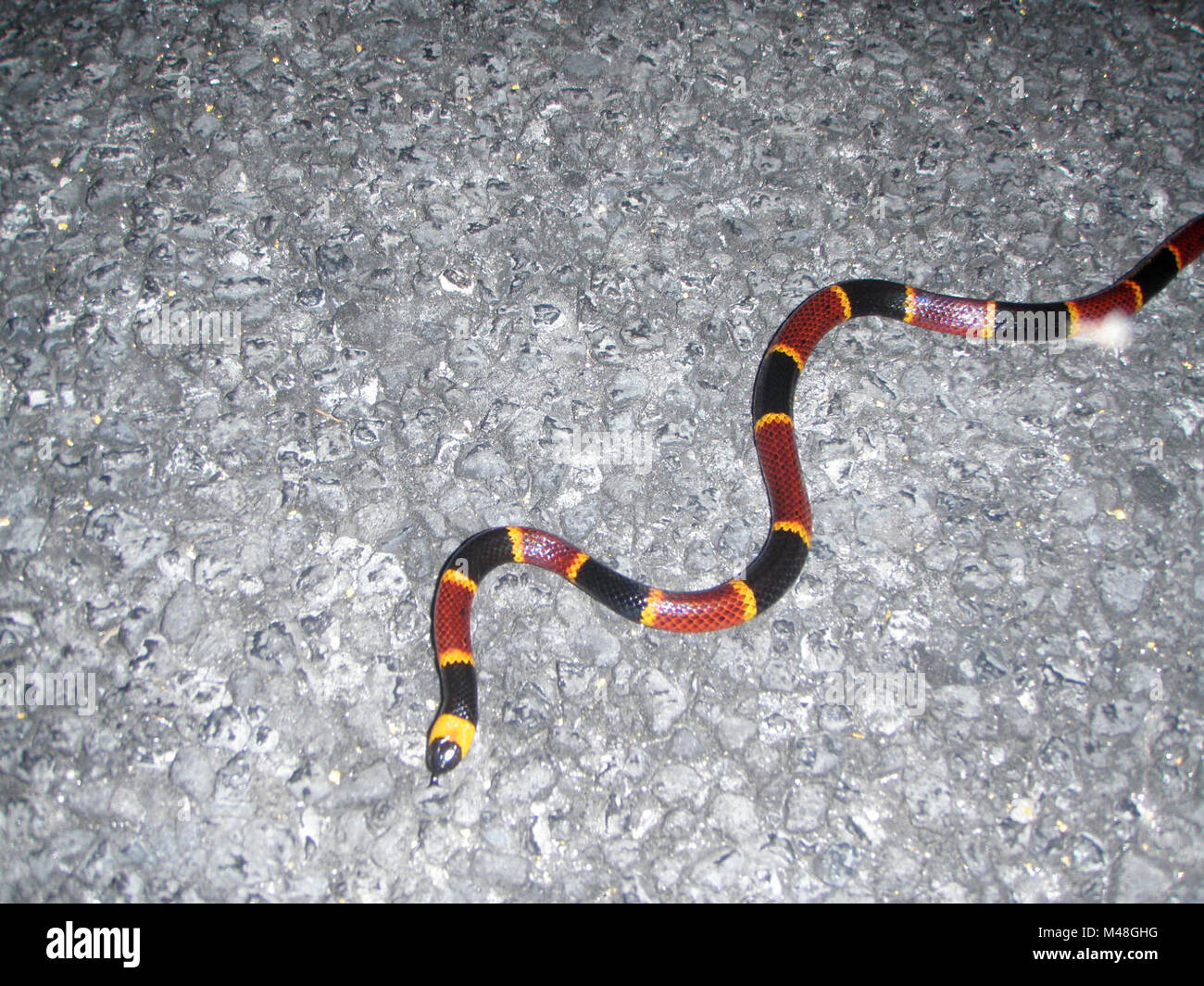 Coral Snake Stock Photo - Alamy