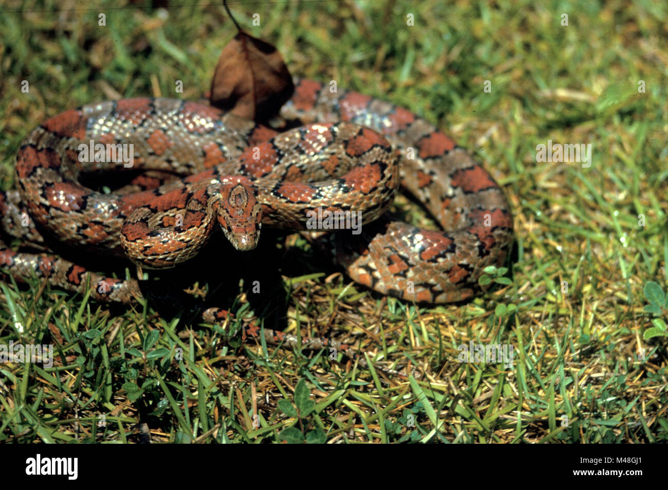 American corn snake hi-res stock photography and images - Alamy