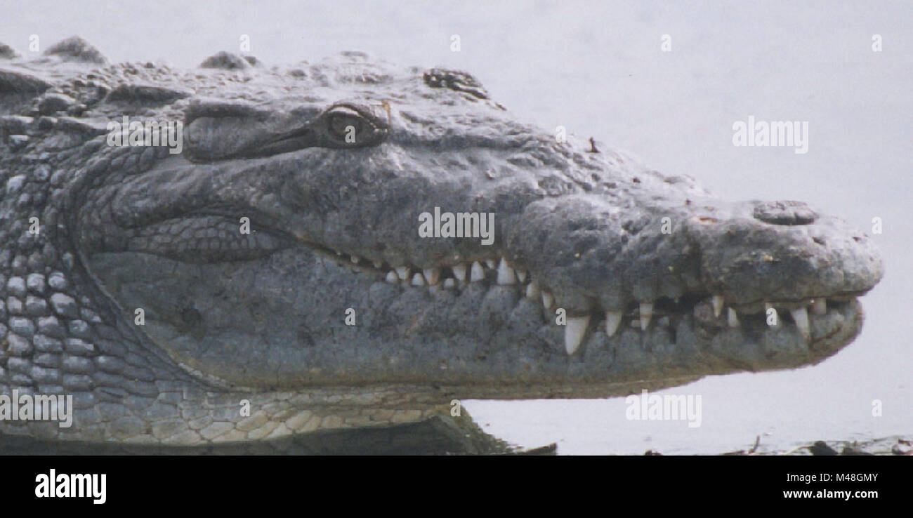 Croc profile Stock Photo - Alamy