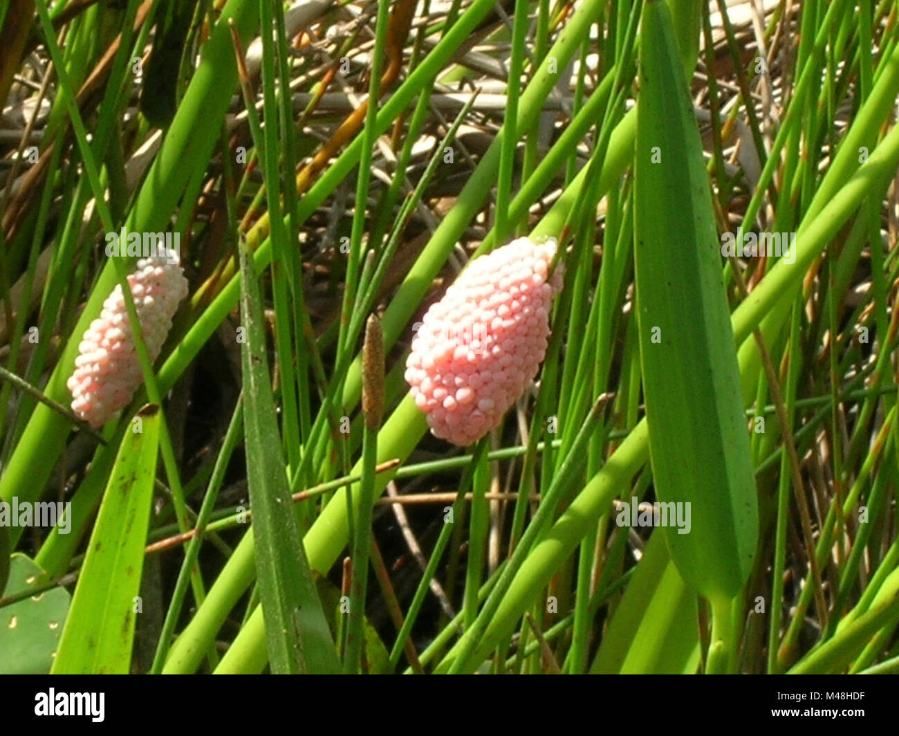 Land snail eggs hi-res stock photography and images - Alamy