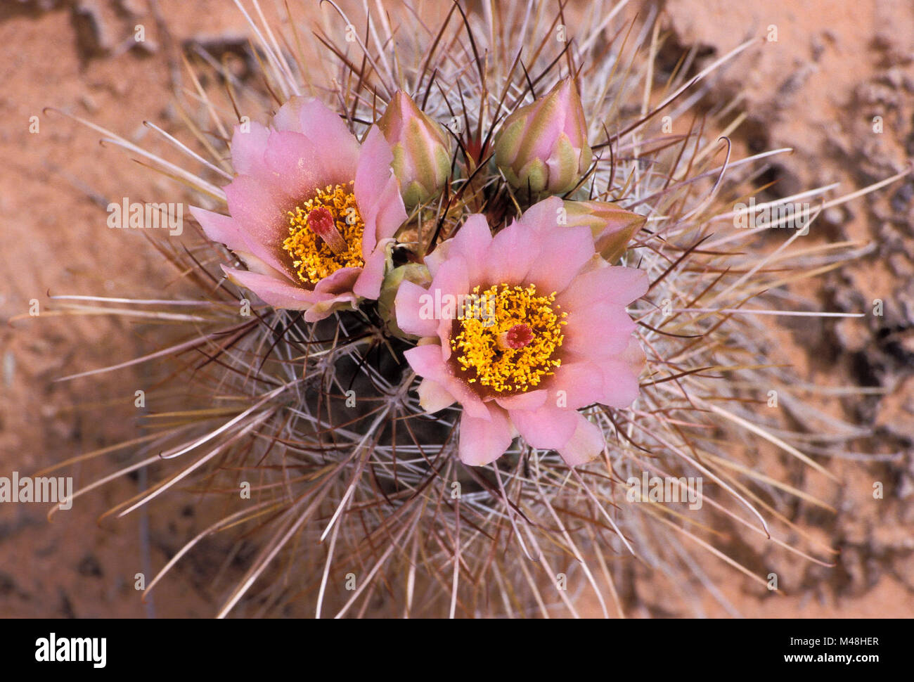 Fishook cactus hi-res stock photography and images - Alamy