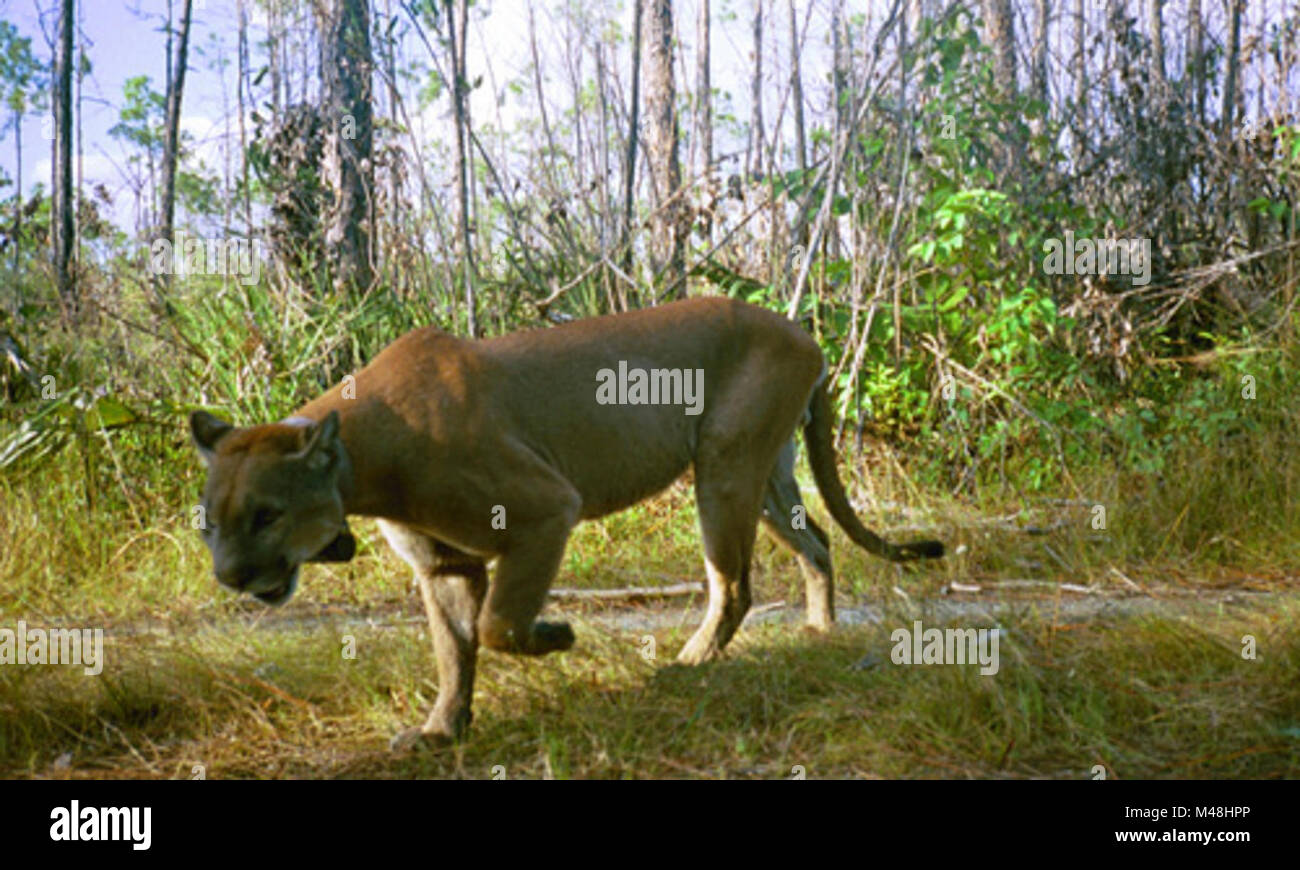Pineland preserve hi-res stock photography and images - Alamy
