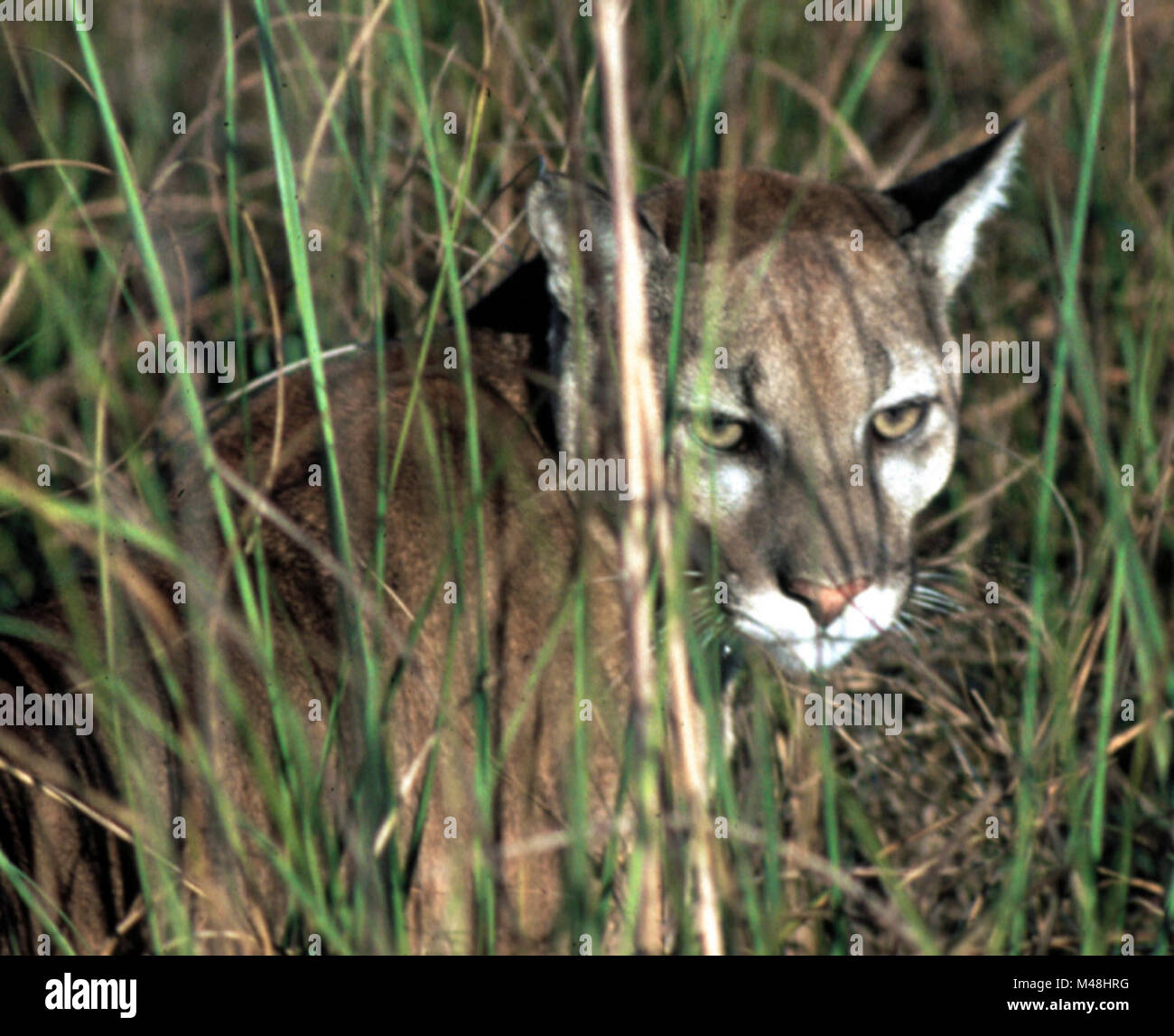Florida Panther Stock Photo - Alamy