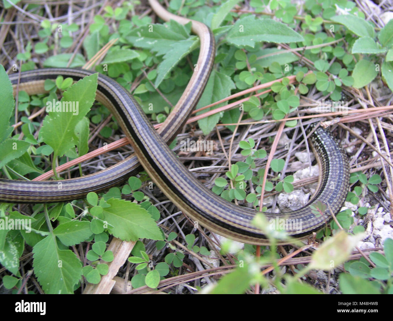 GLass Lizard Stock Photo - Alamy