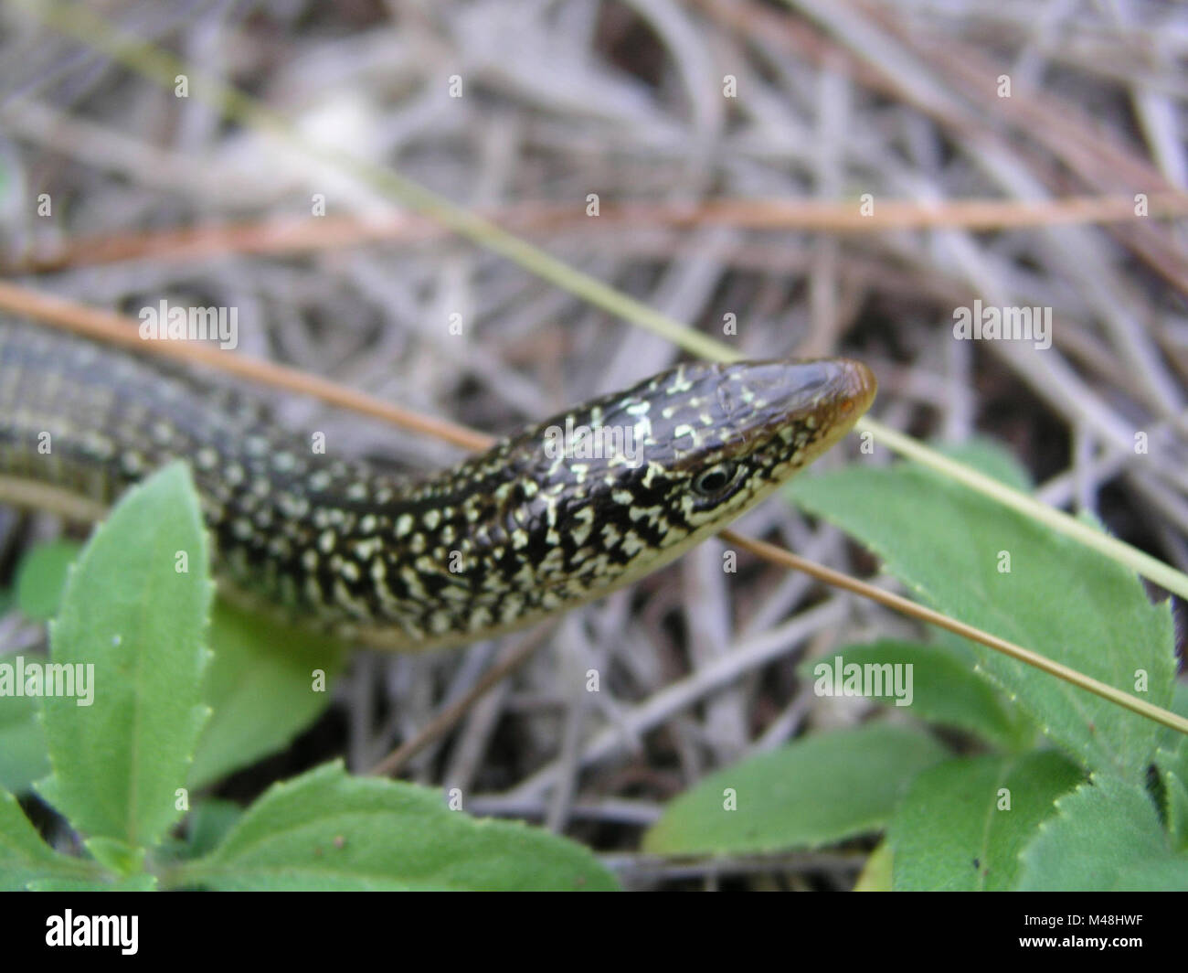 GLass Lizard Stock Photo - Alamy