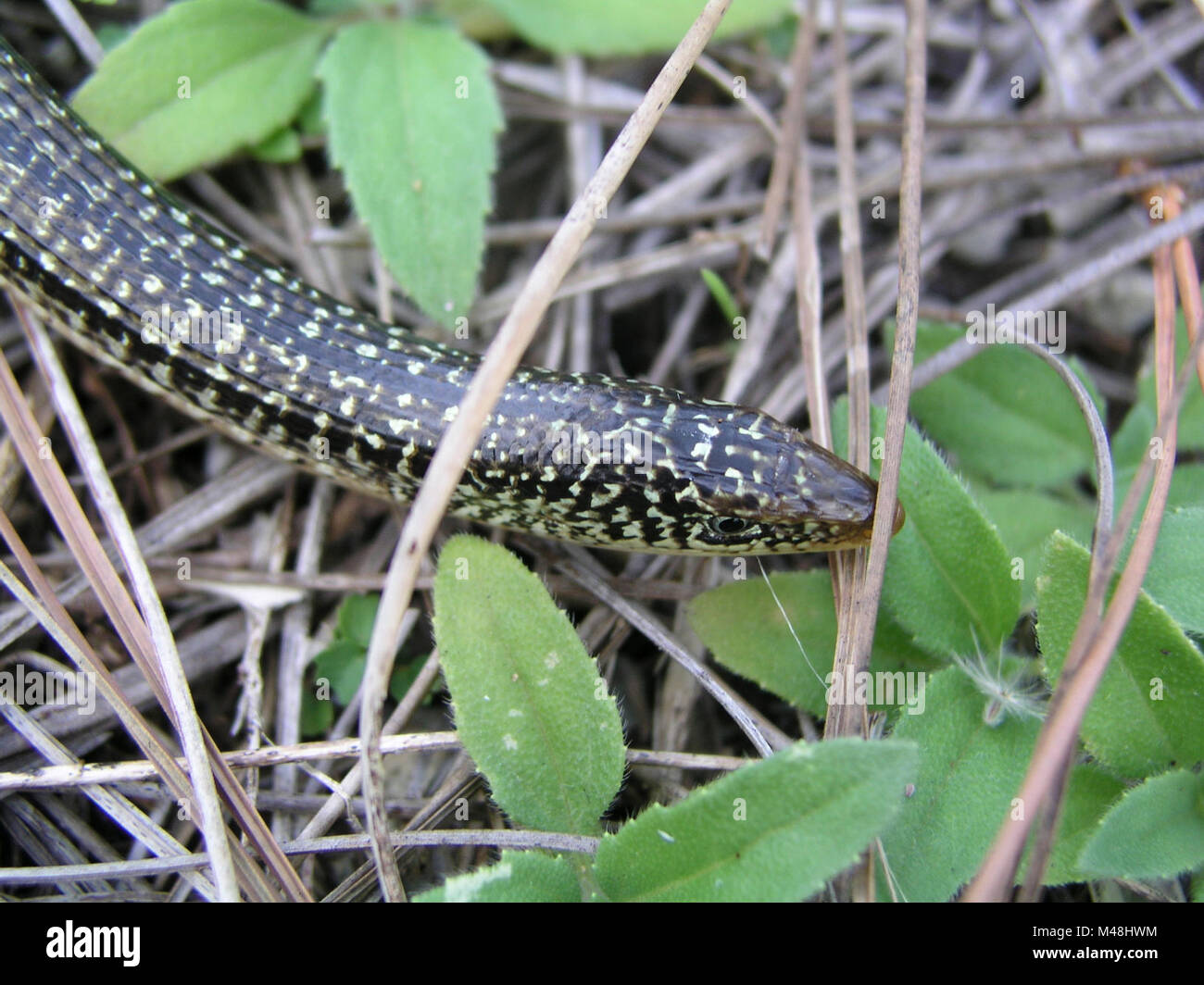 GLass Lizard Stock Photo - Alamy
