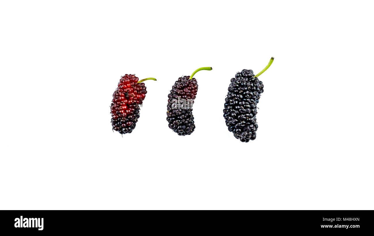 Mulberry farm Cut Out Stock Images & Pictures - Alamy