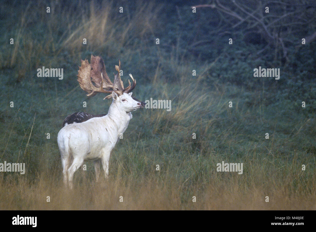 Fallow Deer bucks with different colored skin Stock Photo - Alamy