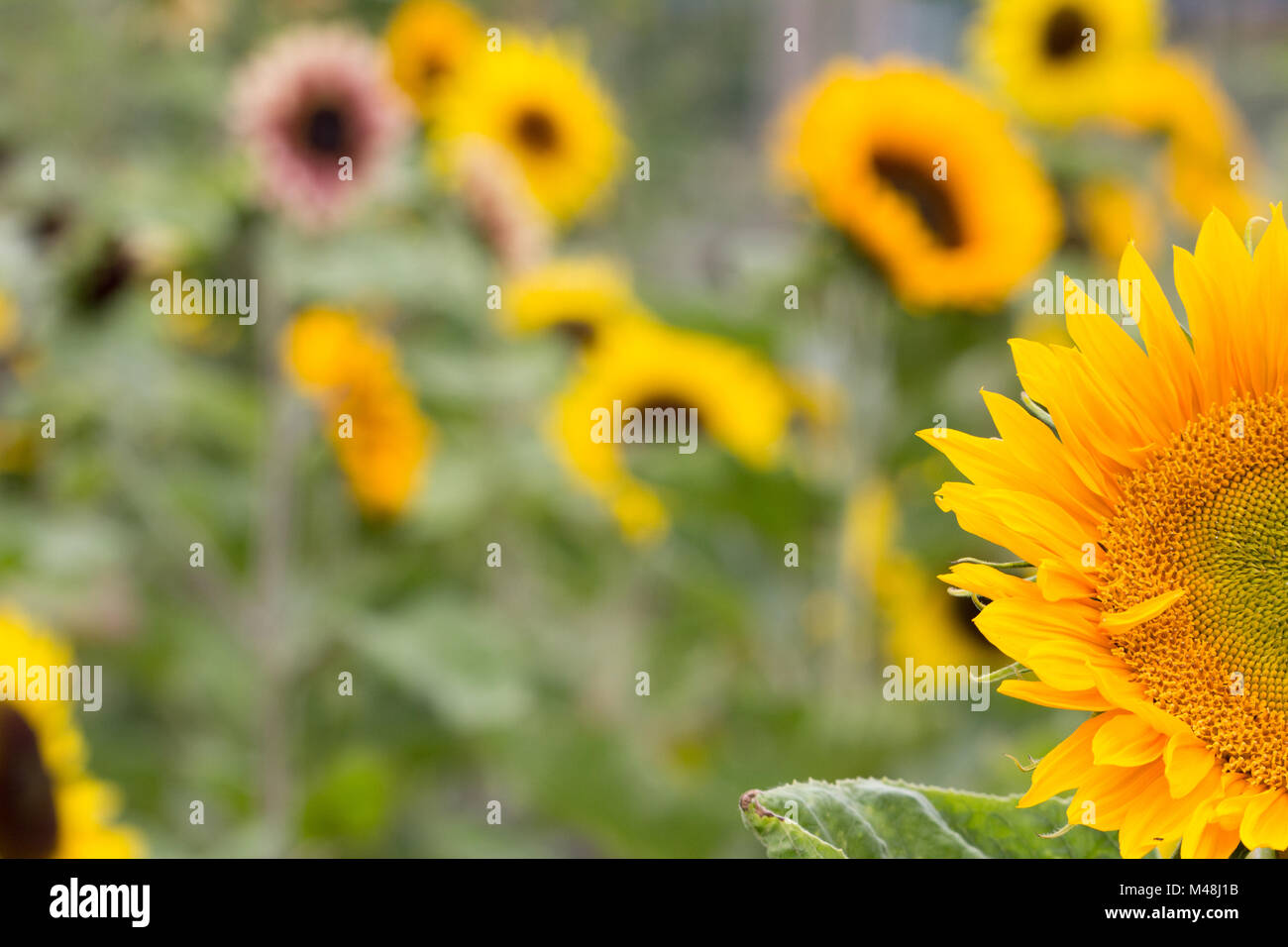 Sunny sunflower field hi-res stock photography and images - Alamy