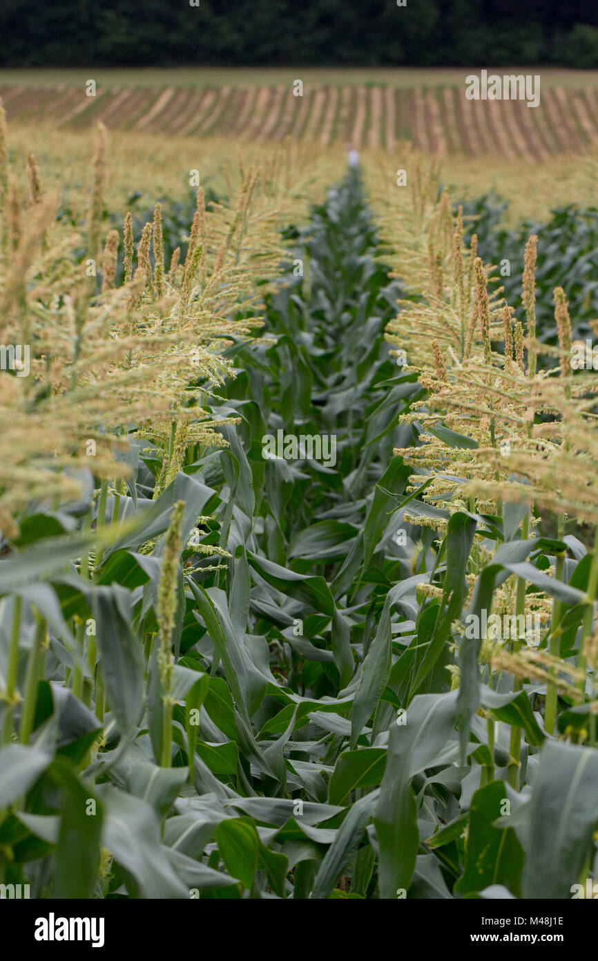 A row of corn plants in a corn field Stock Photo - Alamy