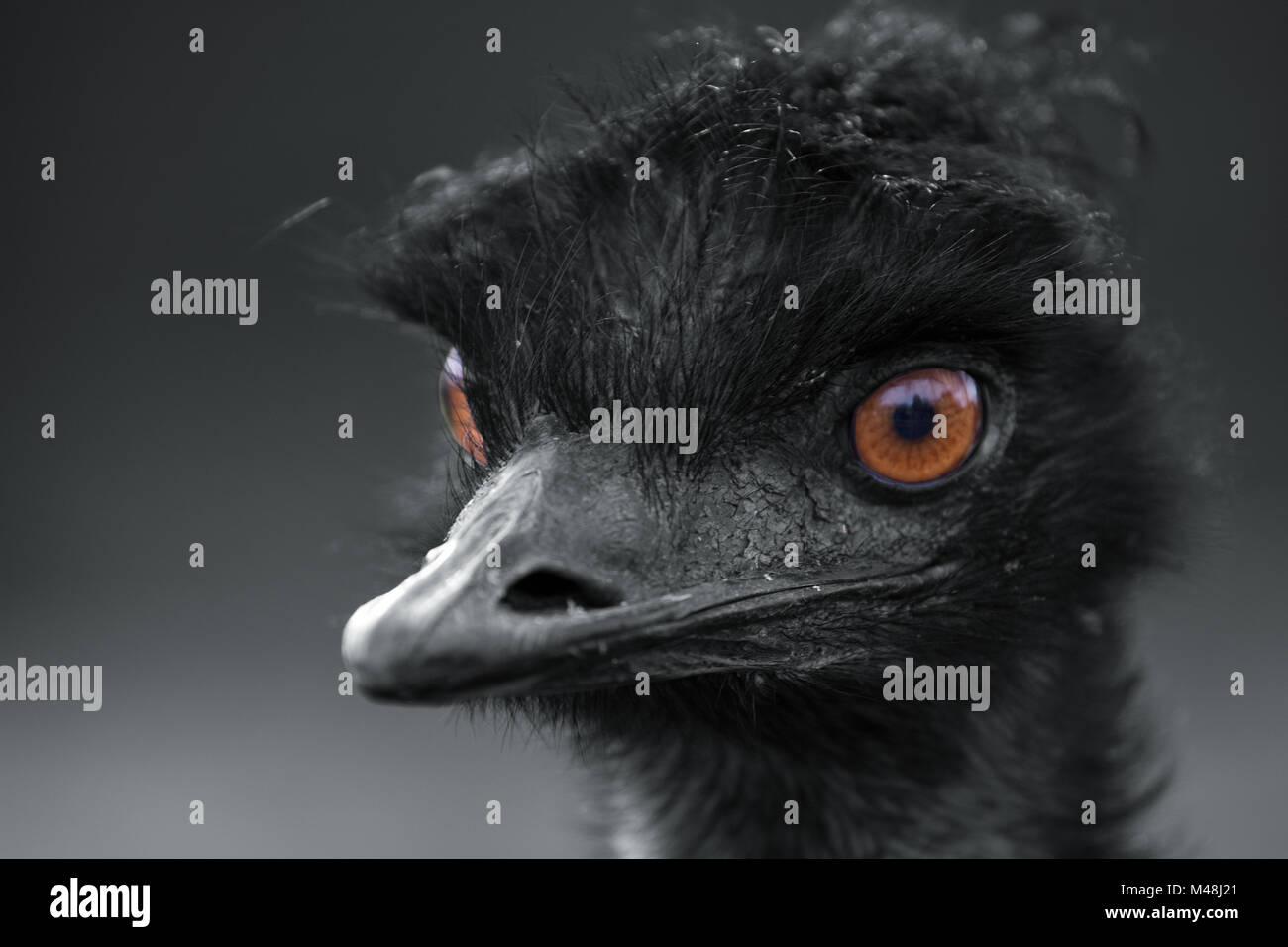 Large emu eyes hi-res stock photography and images - Alamy