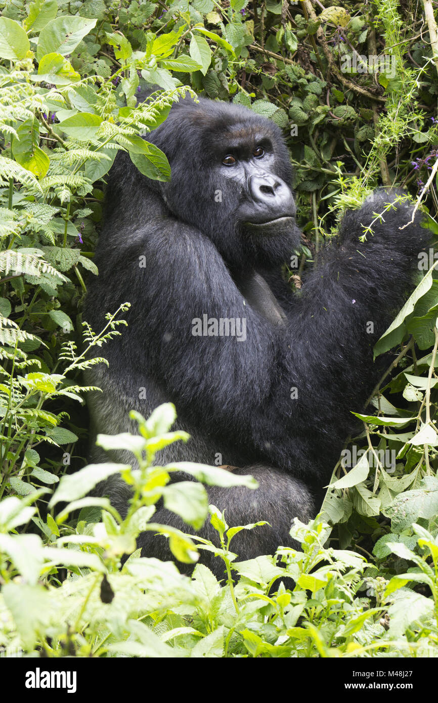 Powerful silverback hi-res stock photography and images - Alamy