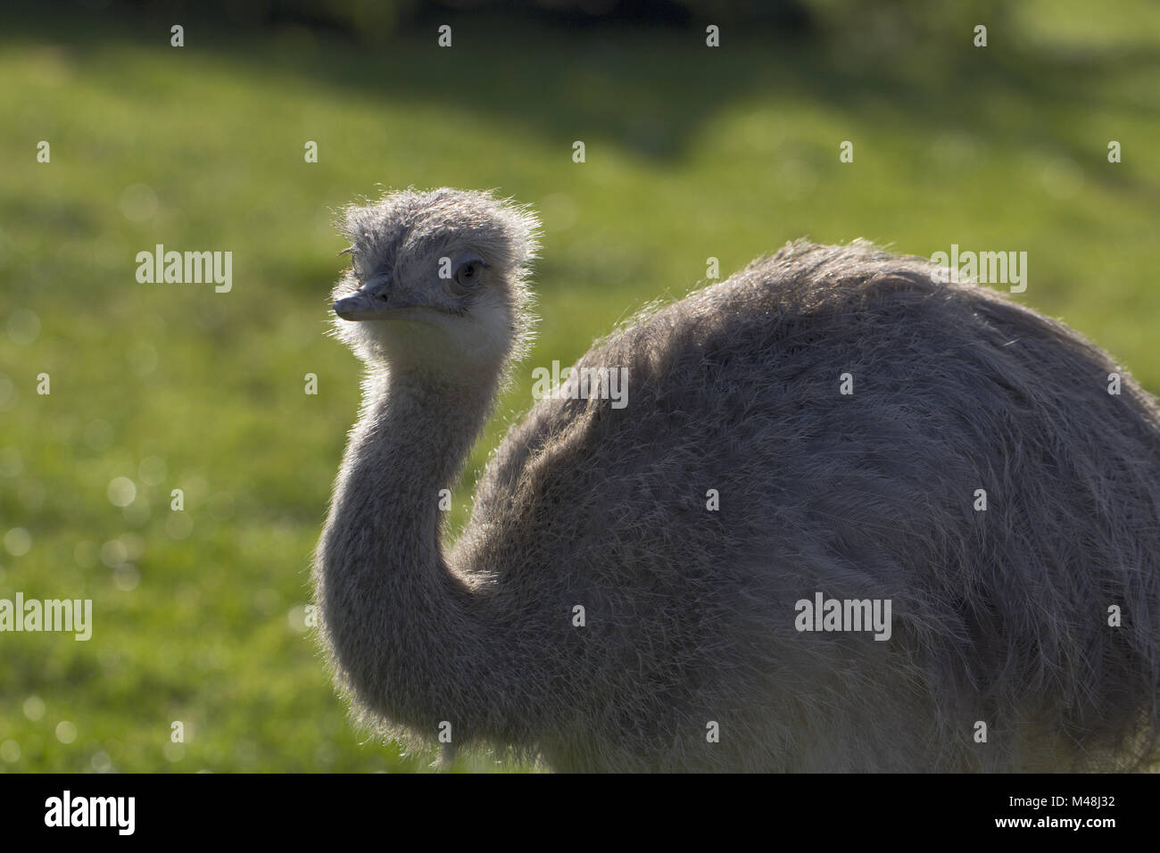 Rhea bird hi-res stock photography and images - Alamy