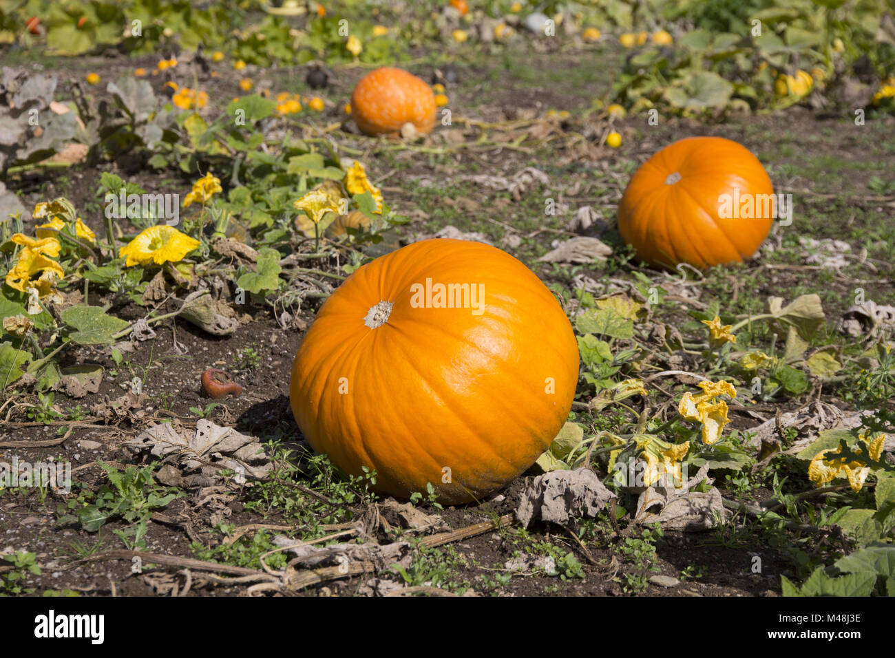 Pumpkins in a field hi-res stock photography and images - Alamy